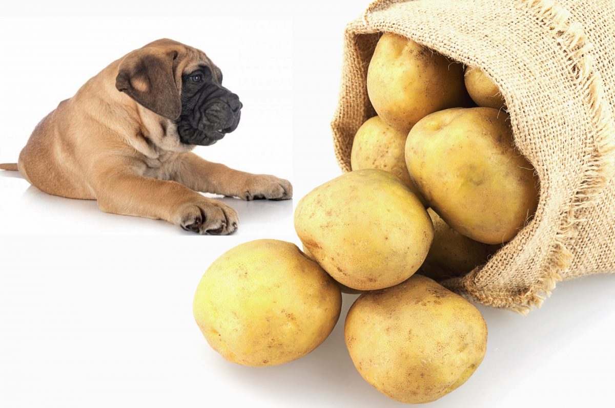 Cachorro pode comer batata? Saiba a forma que os cães podem comê-la