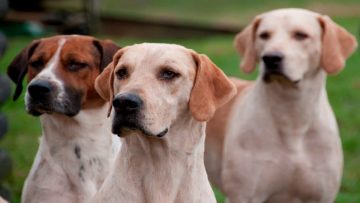 Foxhound: características, curiosidades e preço