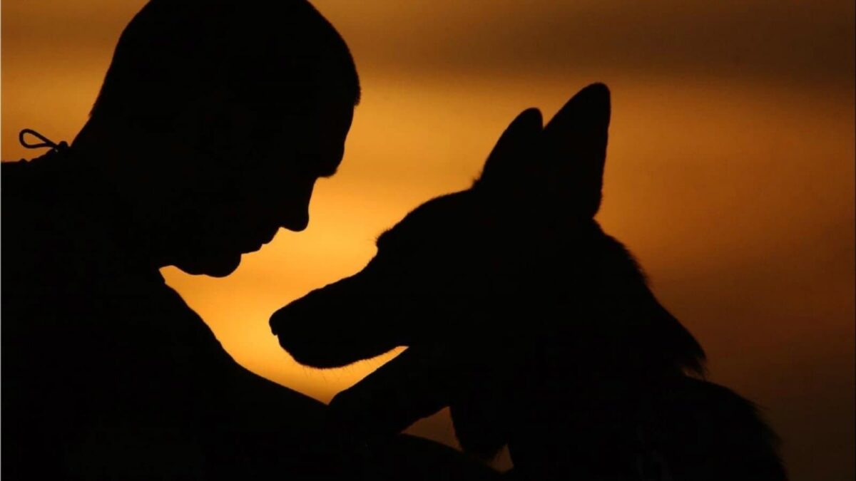 12 Raças de Cachorro Calmo que são Incrivelmente Tranquilos e Quietos