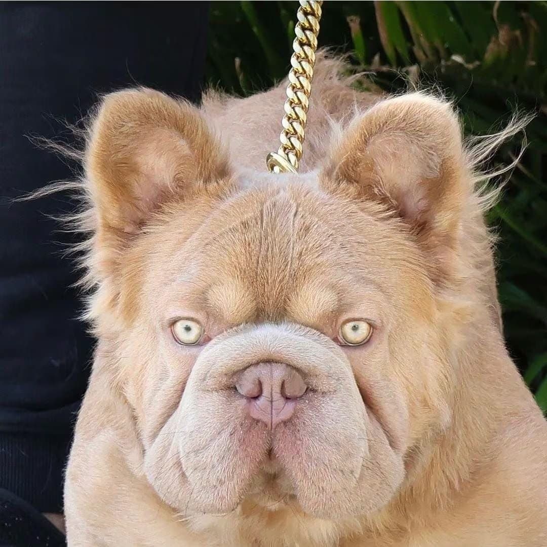 Conheça Rope Daddy, o bulldog francês de R$ 600 mil que virou o ...